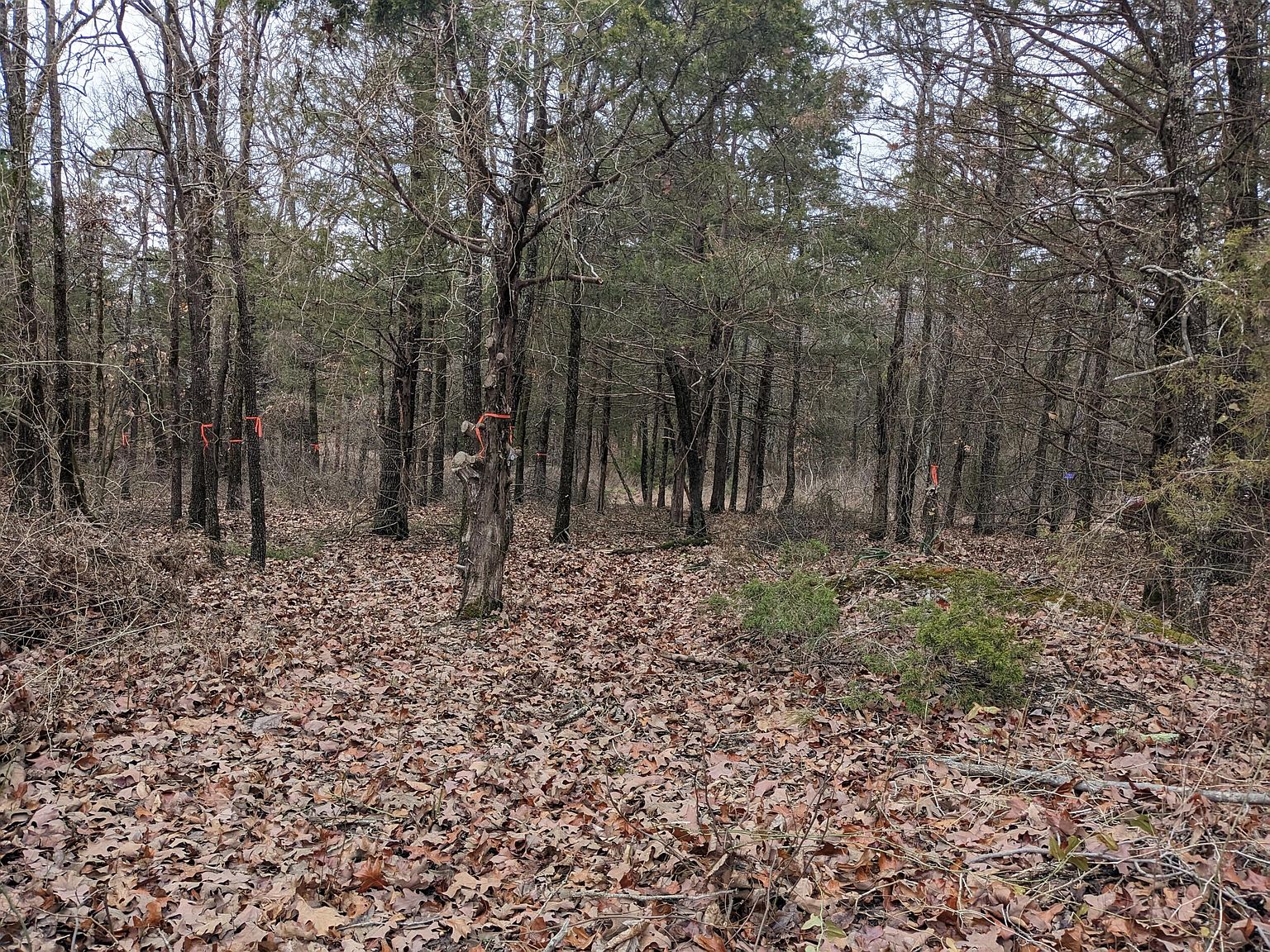 3237 River Mountain Rd, Delaware, AR 72835 | Zillow