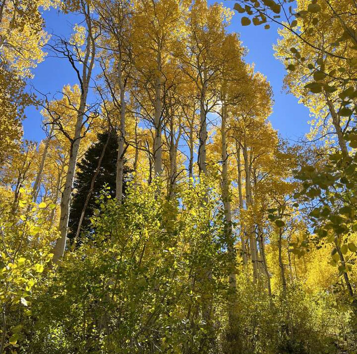 4410 Fawn Way, Heber City, UT 84032 | MLS #2089583 | Zillow