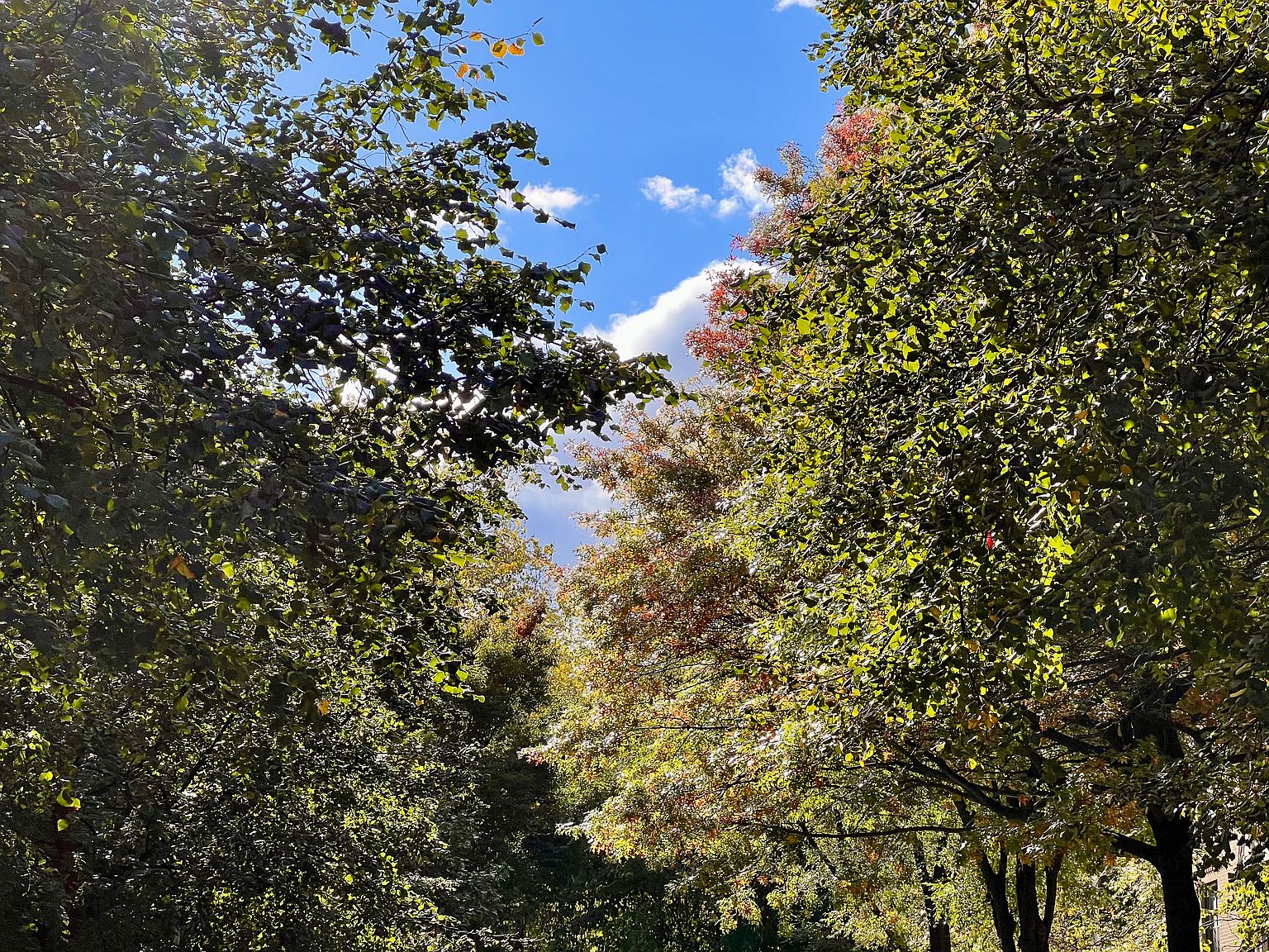 34 Butler Pl APT 15, Brooklyn, NY 11238 | Zillow