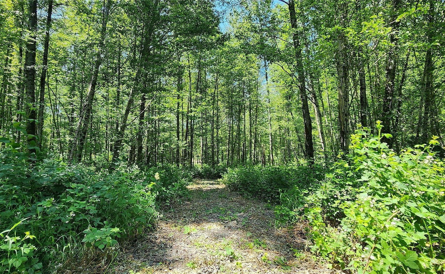 1230 Silverbrook Road, Randle, WA 98377 | MLS #2391790 | Zillow