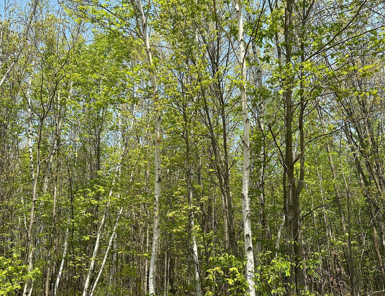 Burrows Lake Rd LOT 13, Tomahawk, WI 54487 | MLS #207558 | Zillow