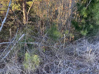 0 State Highway 275 Talladega AL | Zillow