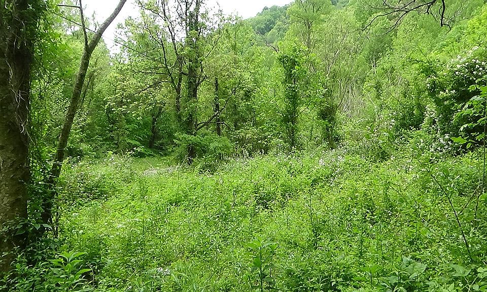 Turkey, Baisden, WV 25608 | Zillow