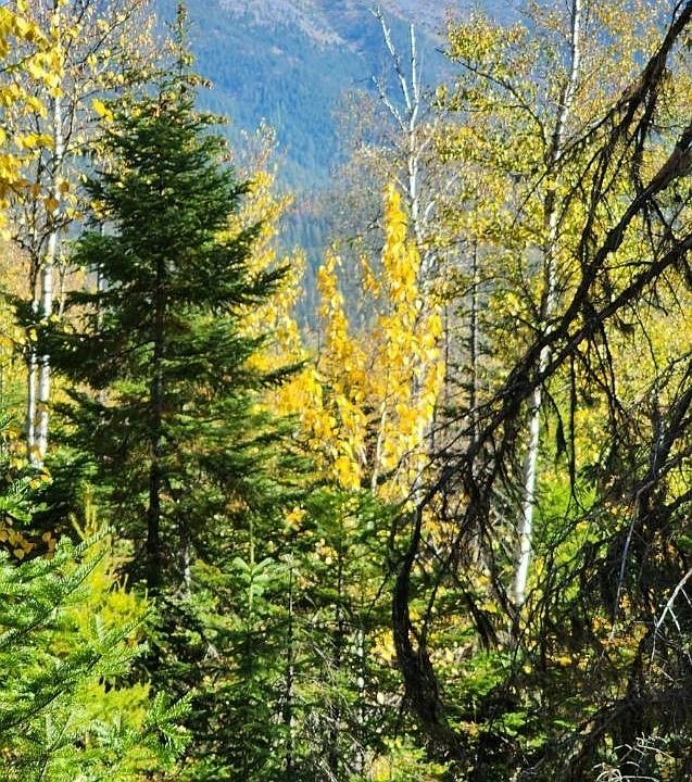 14156 Orvis Evans Dr, Bigfork, MT 59911 | MLS #30005231 | Zillow