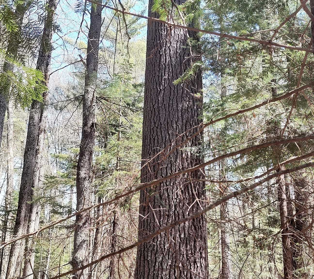 147 Purple Rd, Nisula, MI 49952 | Zillow