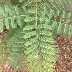 Allison Shrum - Real Estate Agent in Scottsdale, AZ - Reviews | Zillow