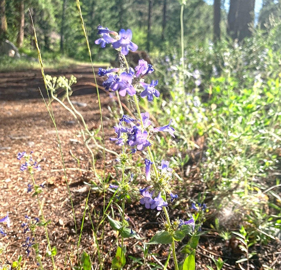 70 Chechaquo Ranch, Mazama, WA 98833 | MLS #NWM2133251 | Zillow