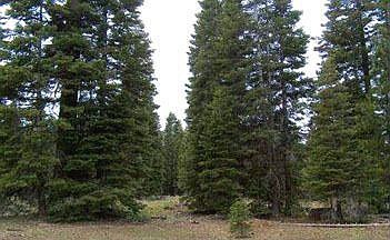California Pines Land, Alturas, CA 96101 | Zillow