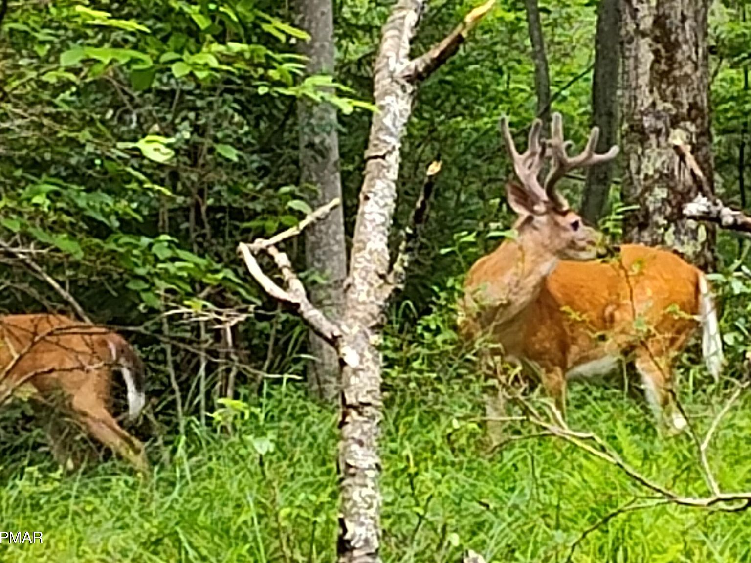 505 E Forest Rd, Pocono Lake, PA 18347 | MLS #PM-116596 | Zillow