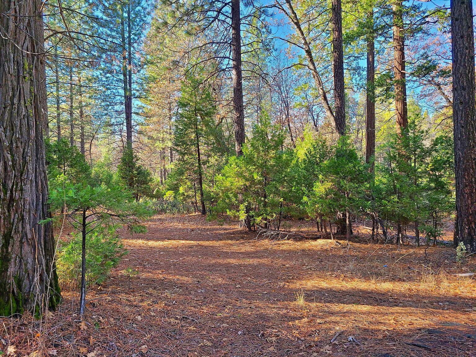 Whitmore Rd, Whitmore, CA 96096 | MLS #23-4555 | Zillow