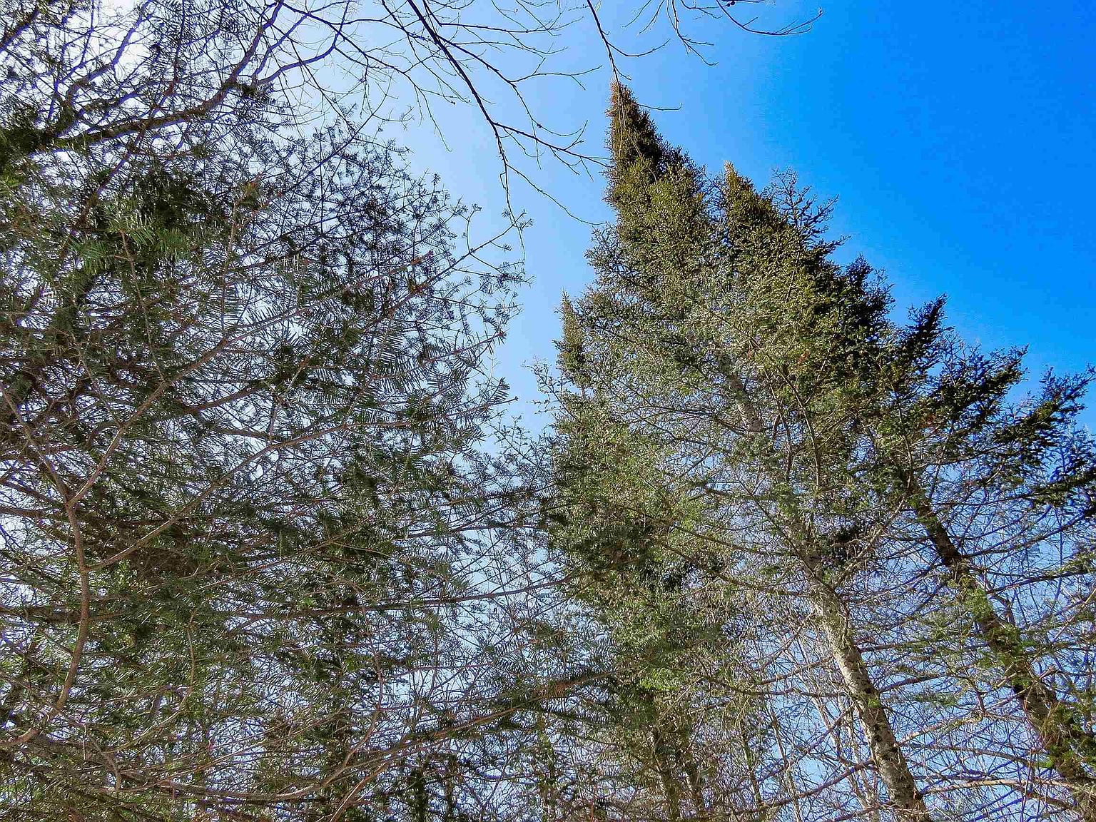 County Highway 8, Finland, MN 55603 | MLS #6118380 | Zillow