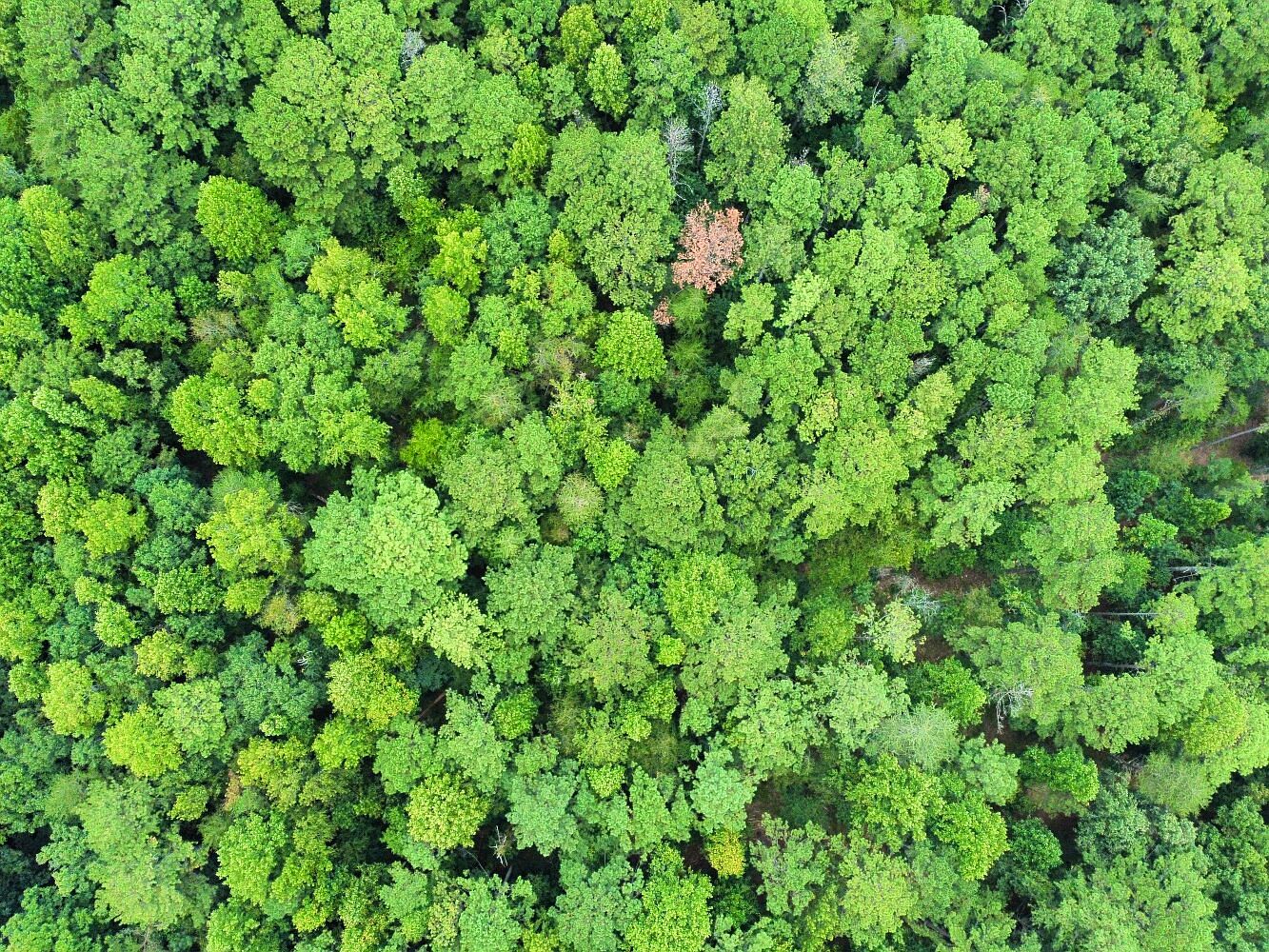 4251 Cedar St, Birmingham, AL 35210 | Zillow