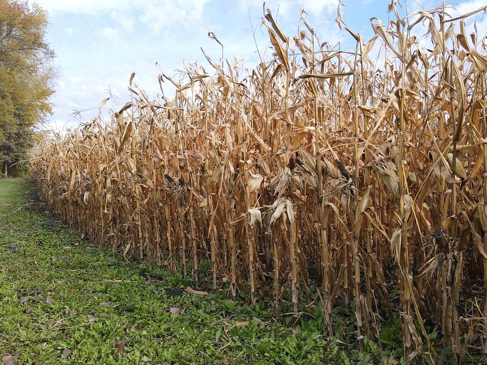 340th St #13796, Ulen, MN 56585 | MLS #11225626 | Zillow