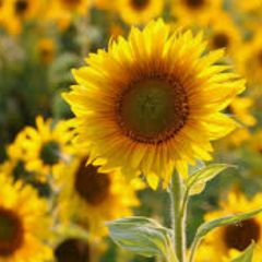 Rachel Vacca - Real Estate Agent in Beverly Hills, CA - Reviews | Zillow