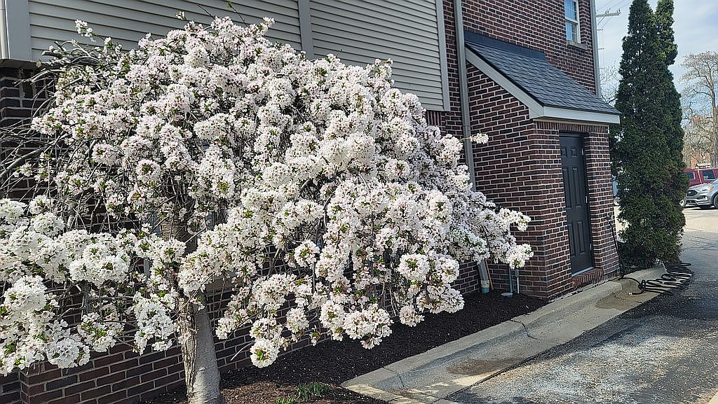 217 Madison St, Brighton, MI 48116 | Zillow