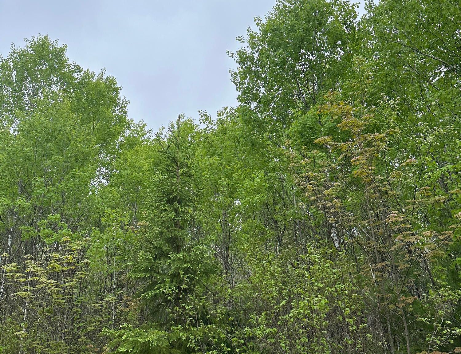 Burrows Lake Rd LOT 9, Tomahawk, WI 54487 | MLS #207539 | Zillow