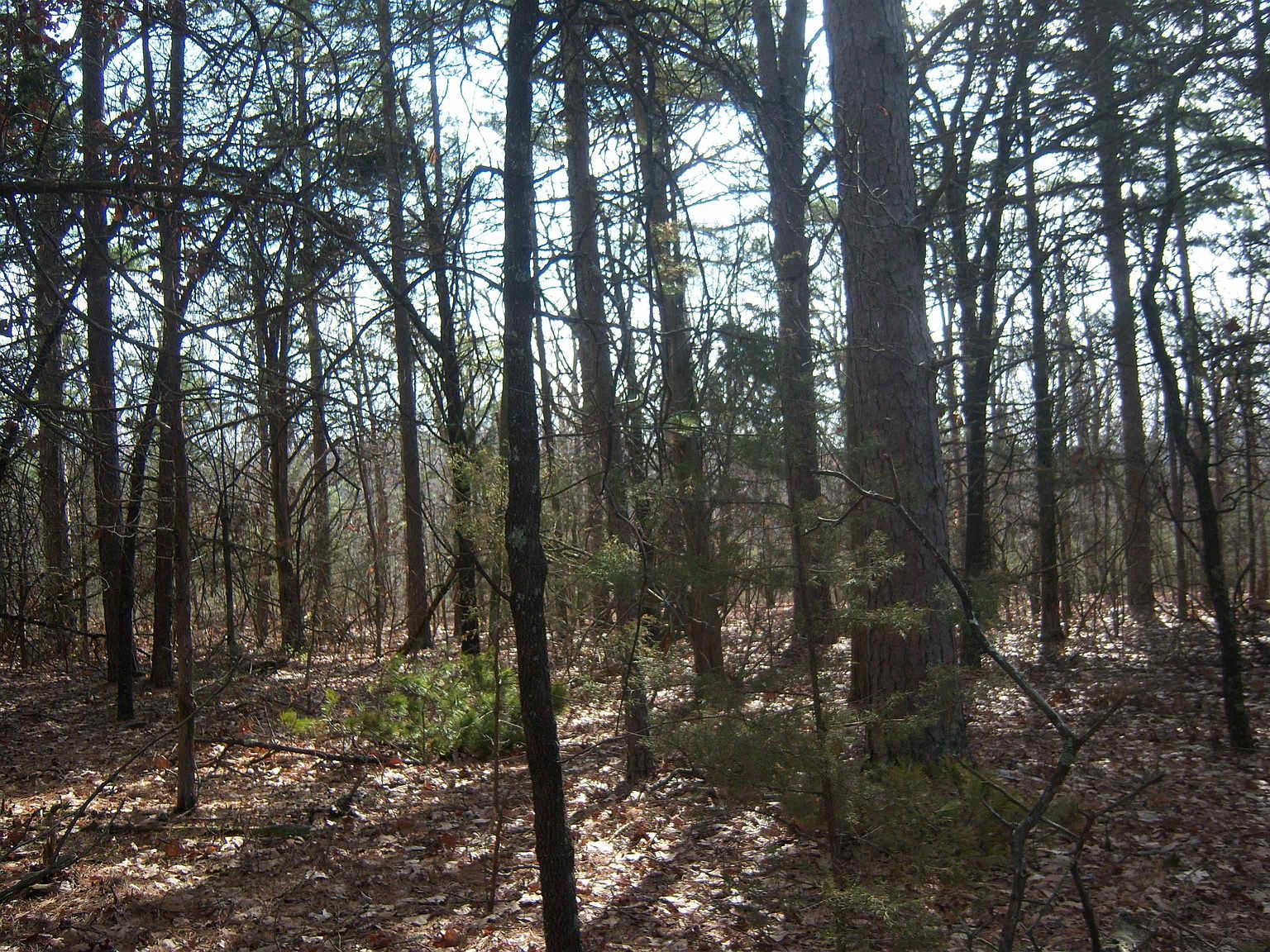 Double G Farm Rd, Mountain View, AR 72560 | MLS #23008467 | Zillow