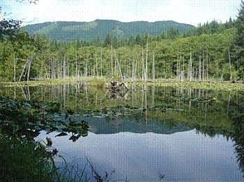 32820 Lake Umek Rd SE, Ravensdale, WA 98051 | Zillow