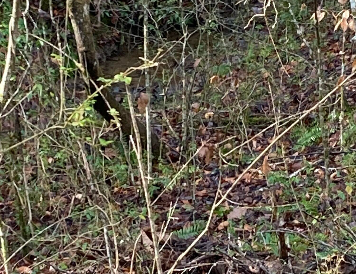 LOT-53A Fiesta Blvd, Sevierville, TN 37876 | MLS #1285250 | Zillow