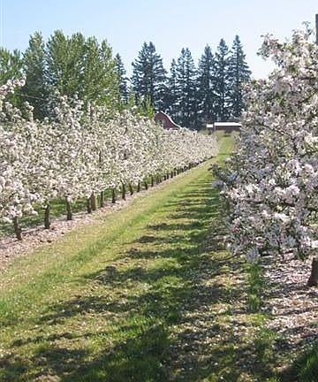 40385 Queener Dr, Scio, OR 97374 | Zillow