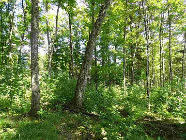 80 Acres Ford River Rd Arnold MI | Zillow