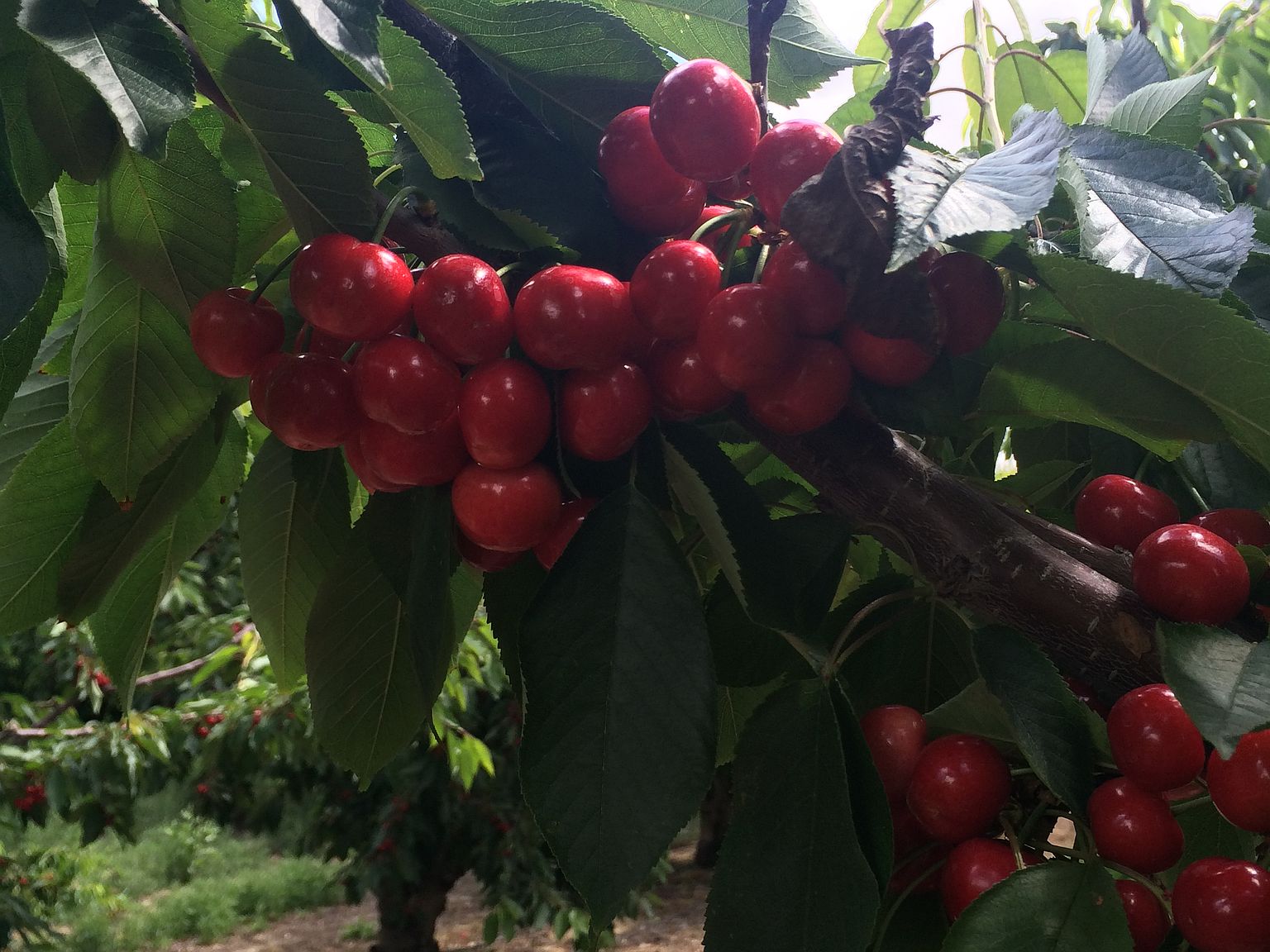 12004 Valpredo Rd, Bakersfield, CA 93313 | Zillow