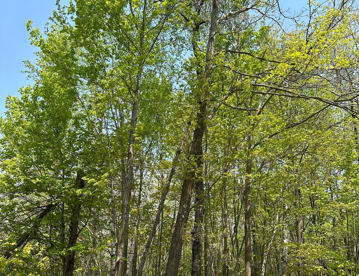 Burrows Lake Rd LOT 12, Tomahawk, WI 54487 | MLS #207557 | Zillow