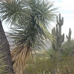 Lisa Bork - Real Estate Agent in Prescott, AZ - Reviews | Zillow