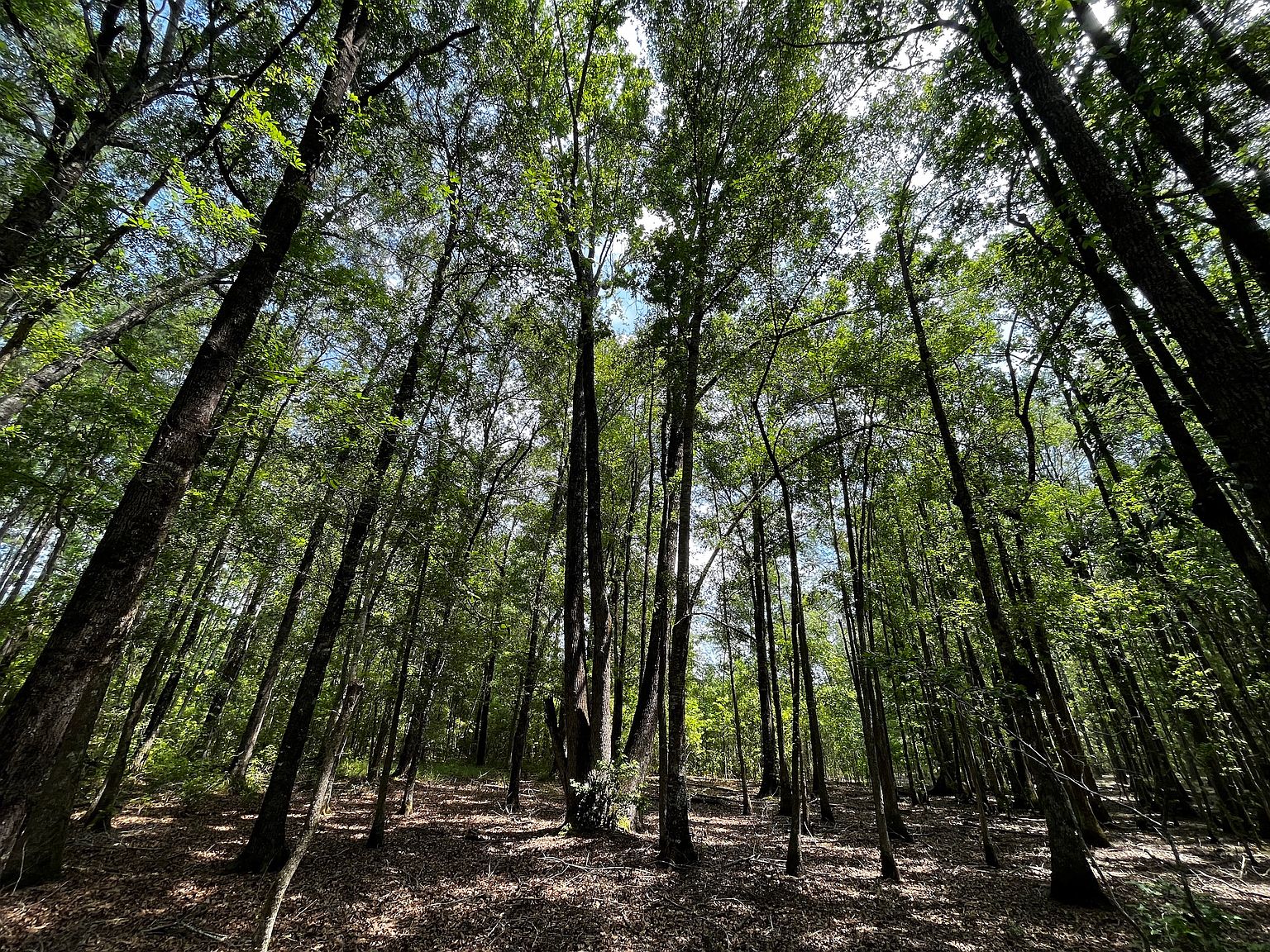 Cross Swamp Rd LOT WP001, Islandton, SC 29929 | Zillow