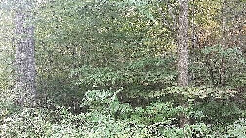 Pack Fork Rd, Lizemores, WV 25125 | Zillow