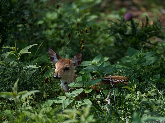 LOT20 Oak Mott Rd LOT 2, Comfort, TX 78013 | MLS #1836587 | Zillow