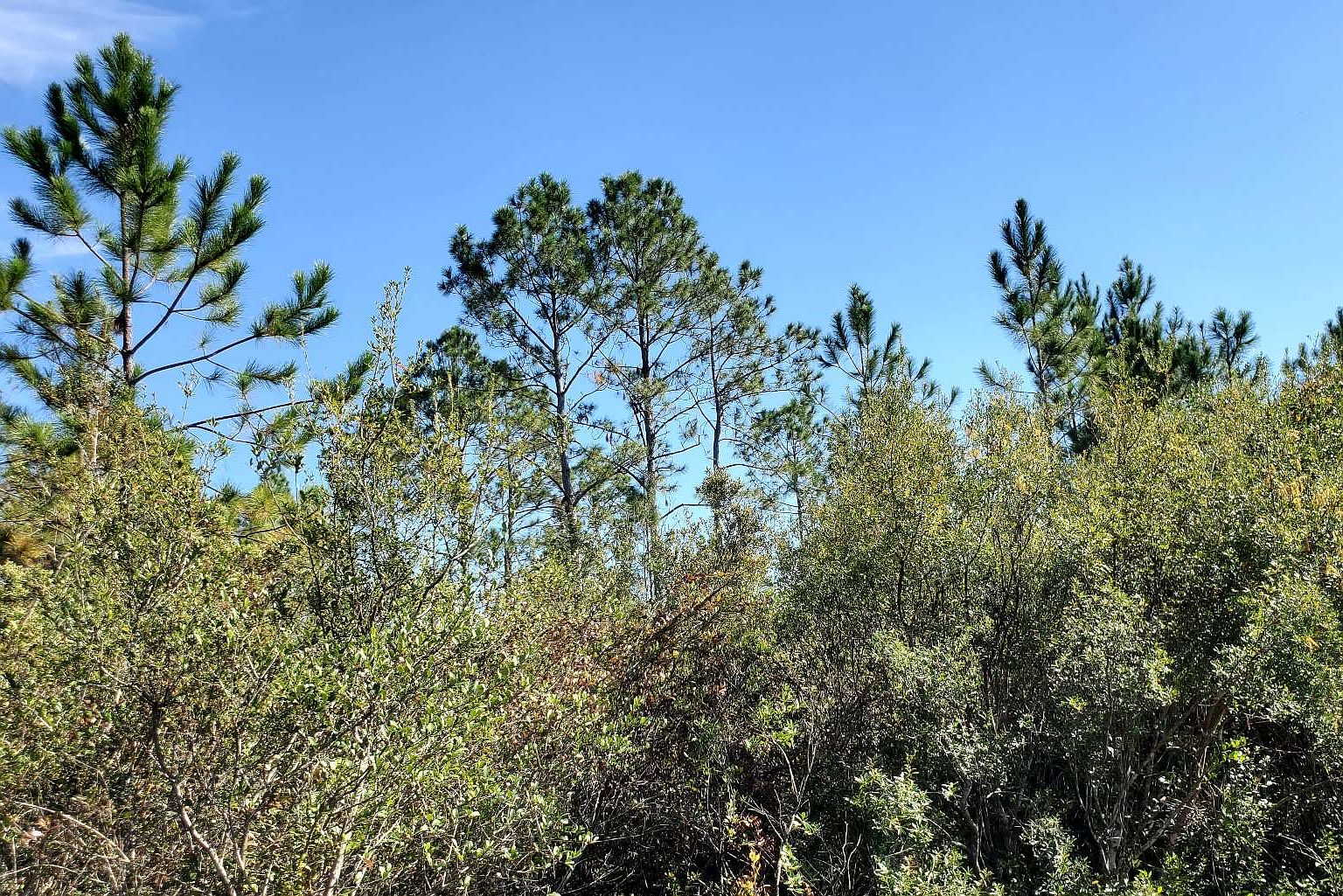 0 SW Spur Rd, Lee, FL 32059 | MLS #121588 | Zillow