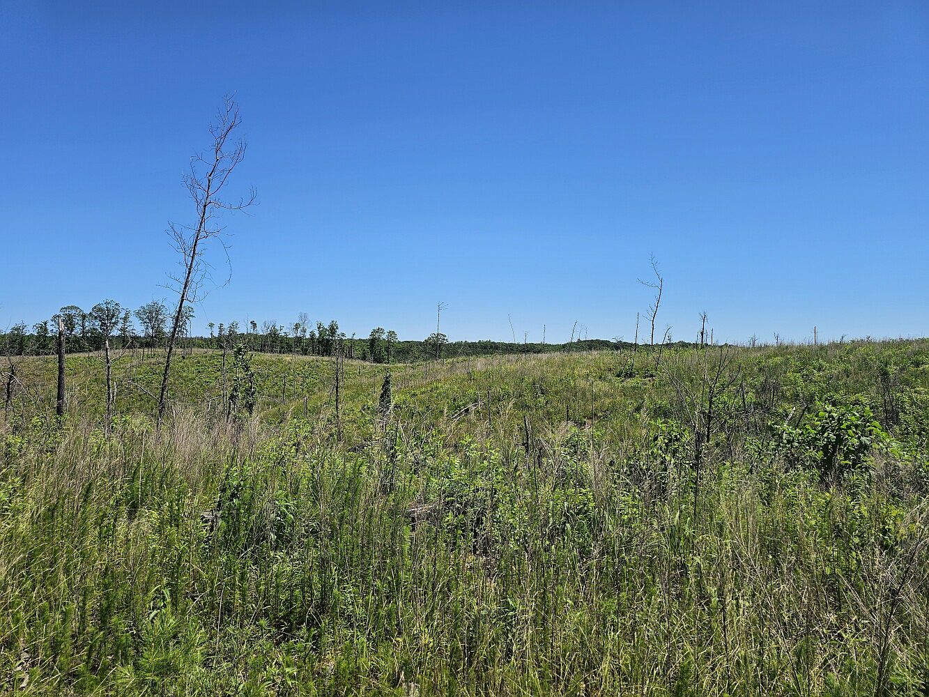 0 Pea Ridge Rd, Waterloo, AL 35677 | MLS #11503075 | Zillow