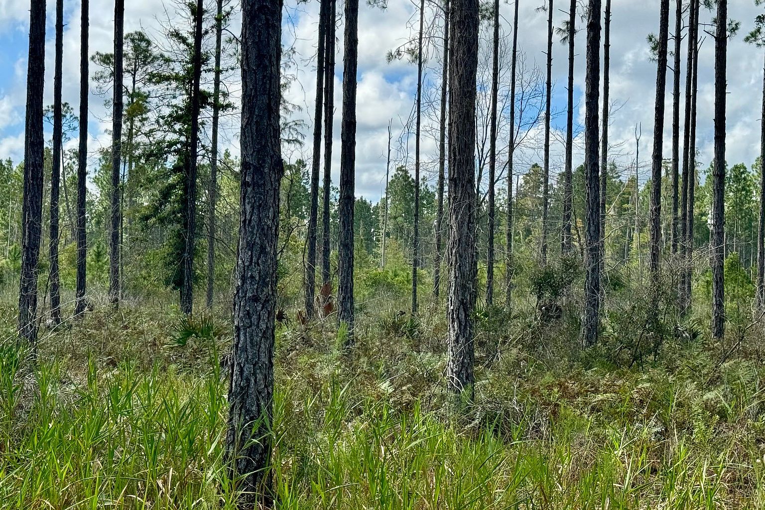 Vac Se County Rd #232, Bell, FL 32619 | MLS #124896 | Zillow