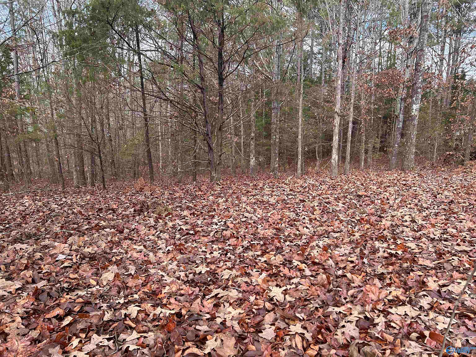 Pennywinkle Creek Ln, Cherokee, AL 35616 | Zillow