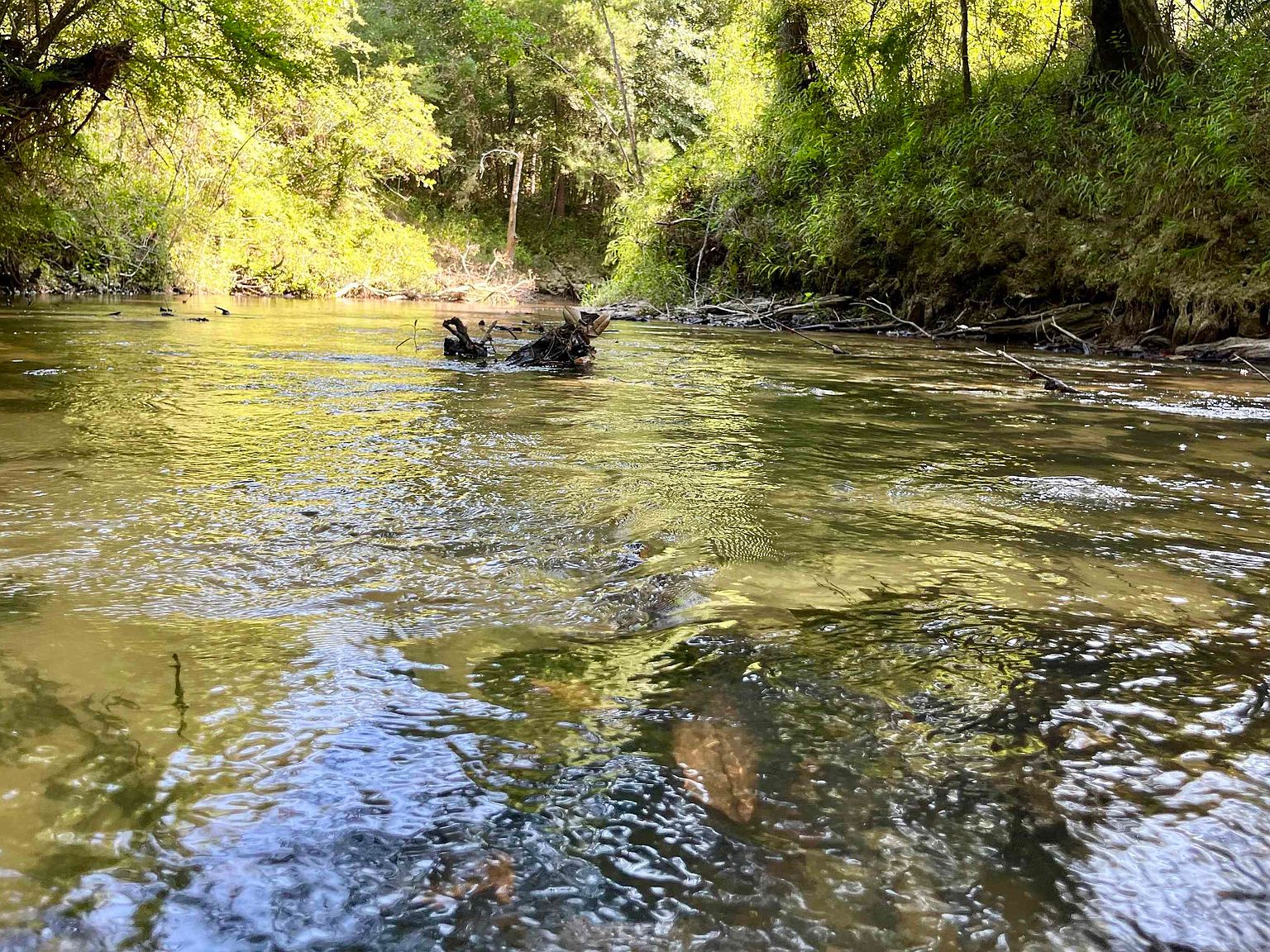 1 Highway 1062, Loranger, LA 70446 | MLS #2024015274 | Zillow