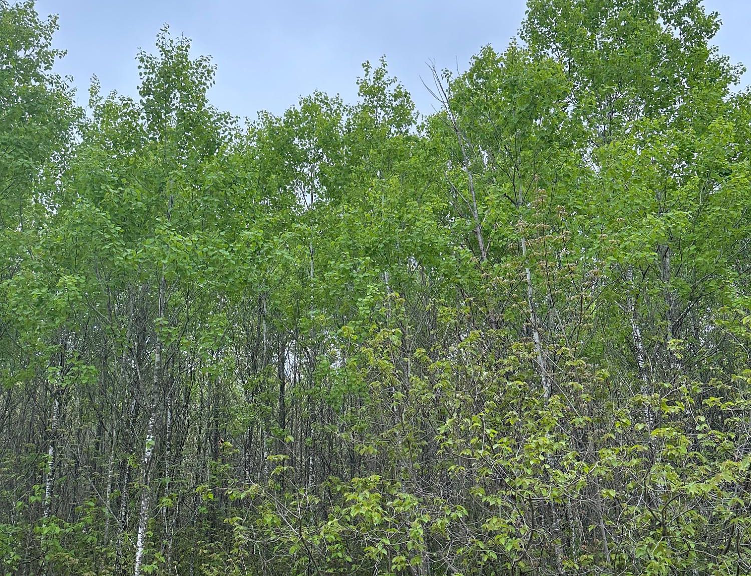 Burrows Lake Rd LOT 8, Tomahawk, WI 54487 | MLS #207538 | Zillow