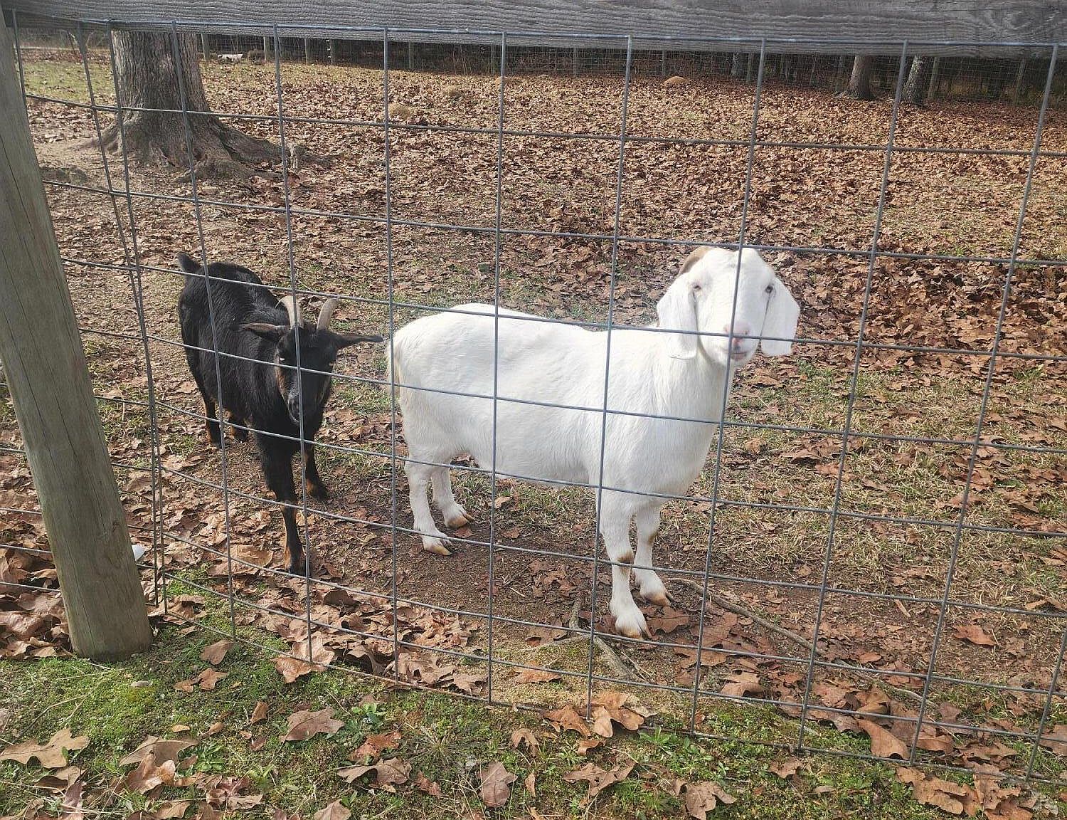 172 Crystal Creek Ln, Appling, GA 30802 | Zillow