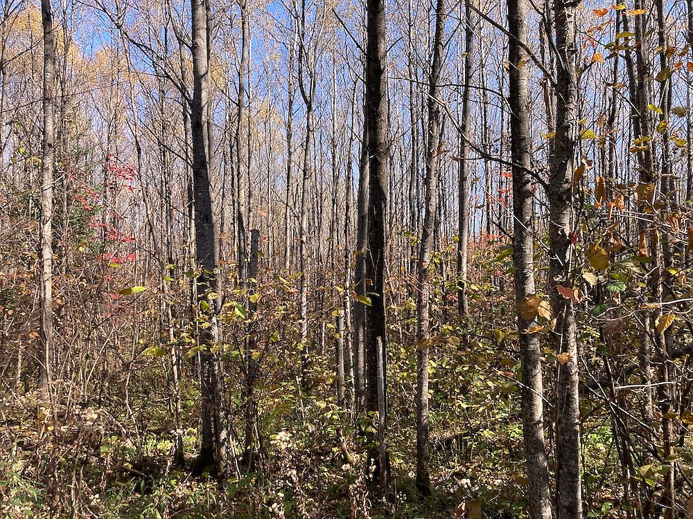 Lloyd Creek Rd, Gleason, WI 54435 | Zillow