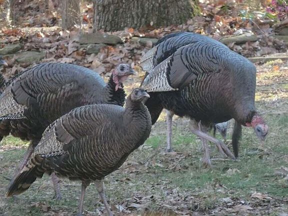 Tract 3&4 Farm Road 132, Bois D Arc, MO 65612 | Zillow