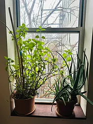 56 Mother Gaston Boulevard #3 in Ocean Hill, Brooklyn | StreetEasy