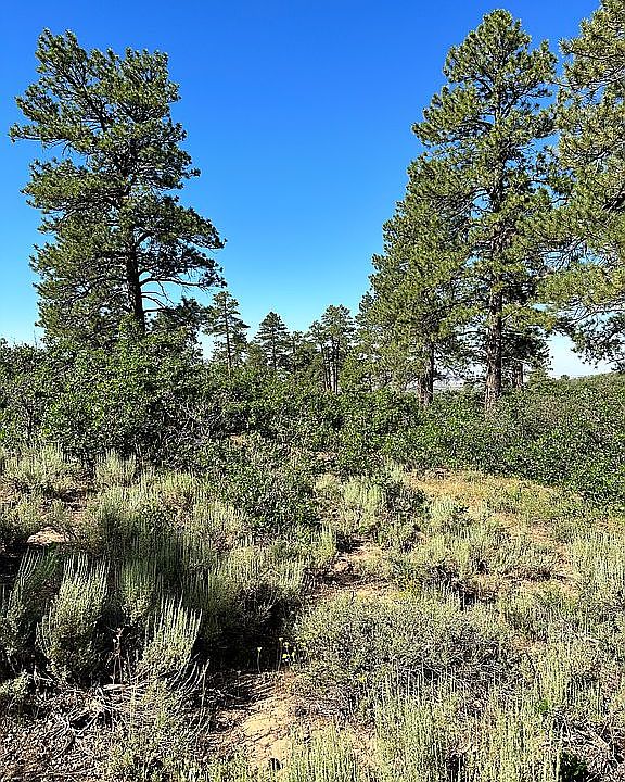 4732 Forest Service Rd, Dove Creek, CO 81324 | Zillow