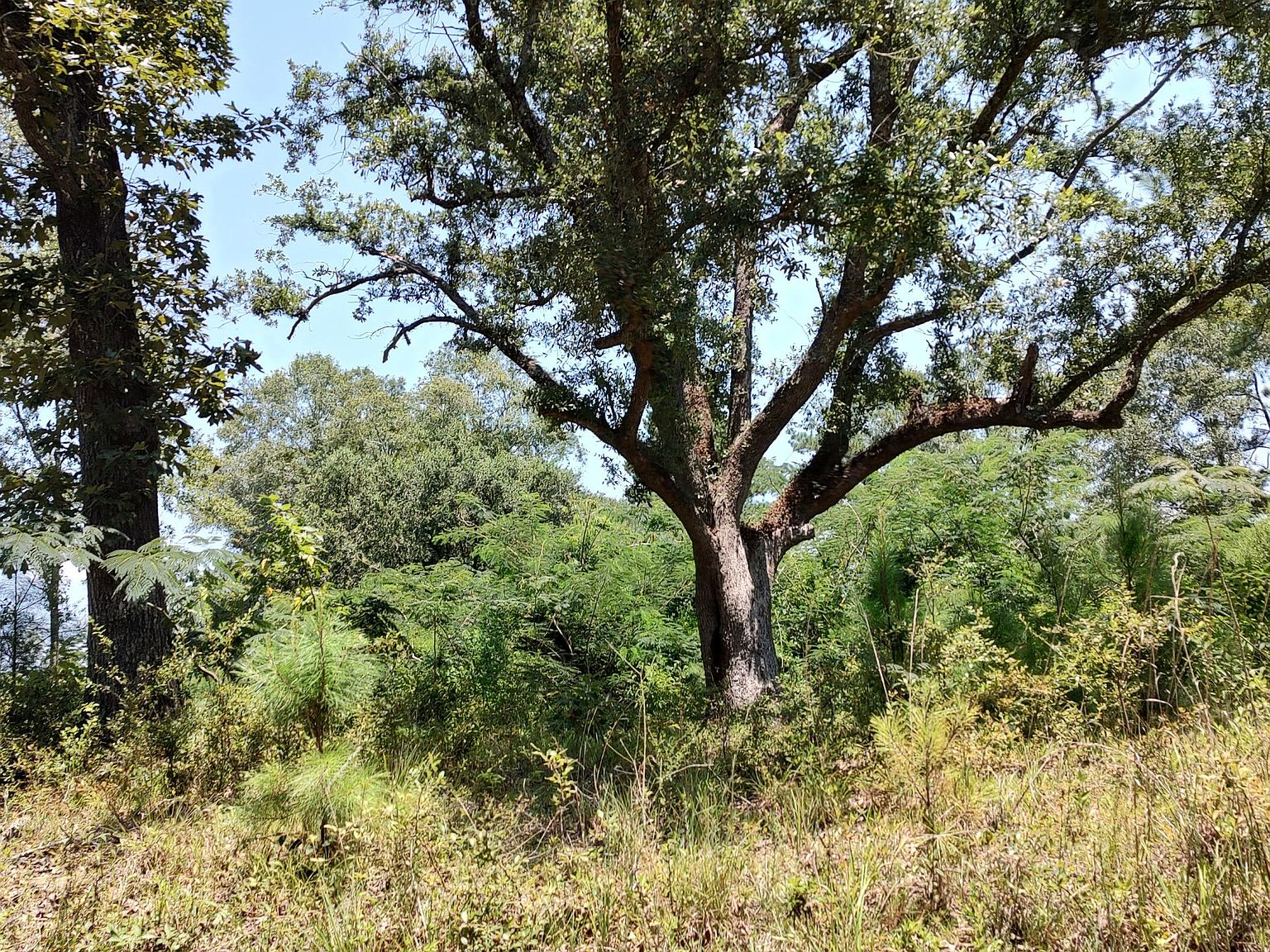 No Barth Rd, Poplarville, MS 39470 | Zillow