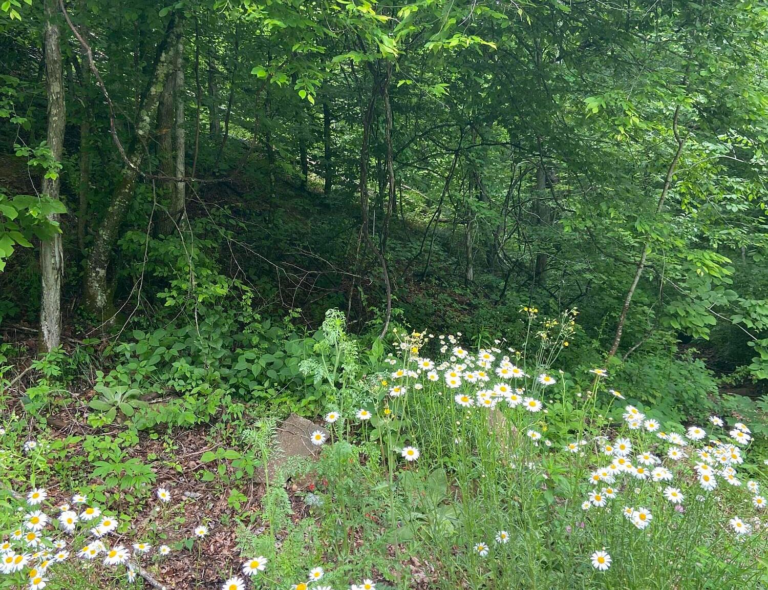 3737 Crane Creek Rd, Manchester, KY 40962 | Zillow