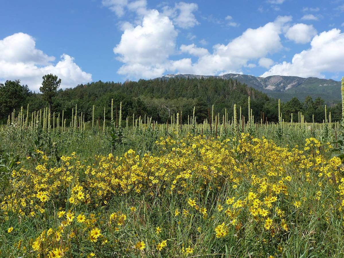 777 Canyon Rd #MORPHY, Ledoux, NM 87732 | Zillow