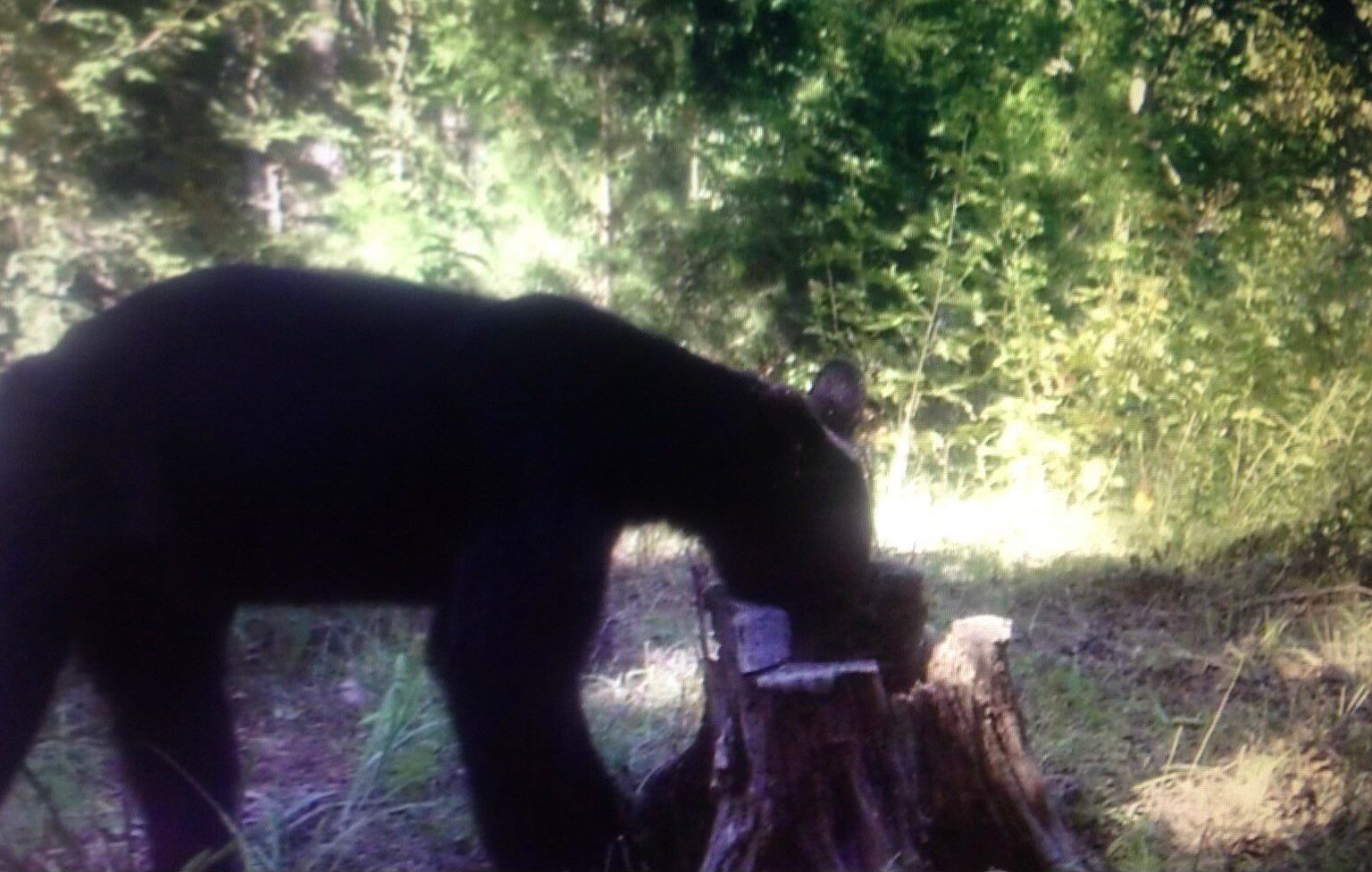 14180 Sugar Mountain Rd, West Fork, AR 72774 | MLS #11254143 | Zillow