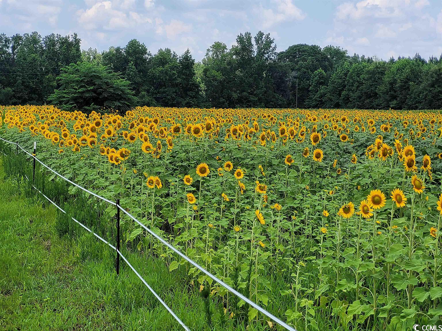 Bennie Landing Rd., Lake City, SC 29560 | MLS #2323800 | Zillow