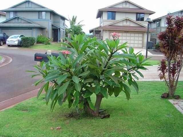 94-1125 Kaloli Loop, Waipahu, HI 96797 | Zillow