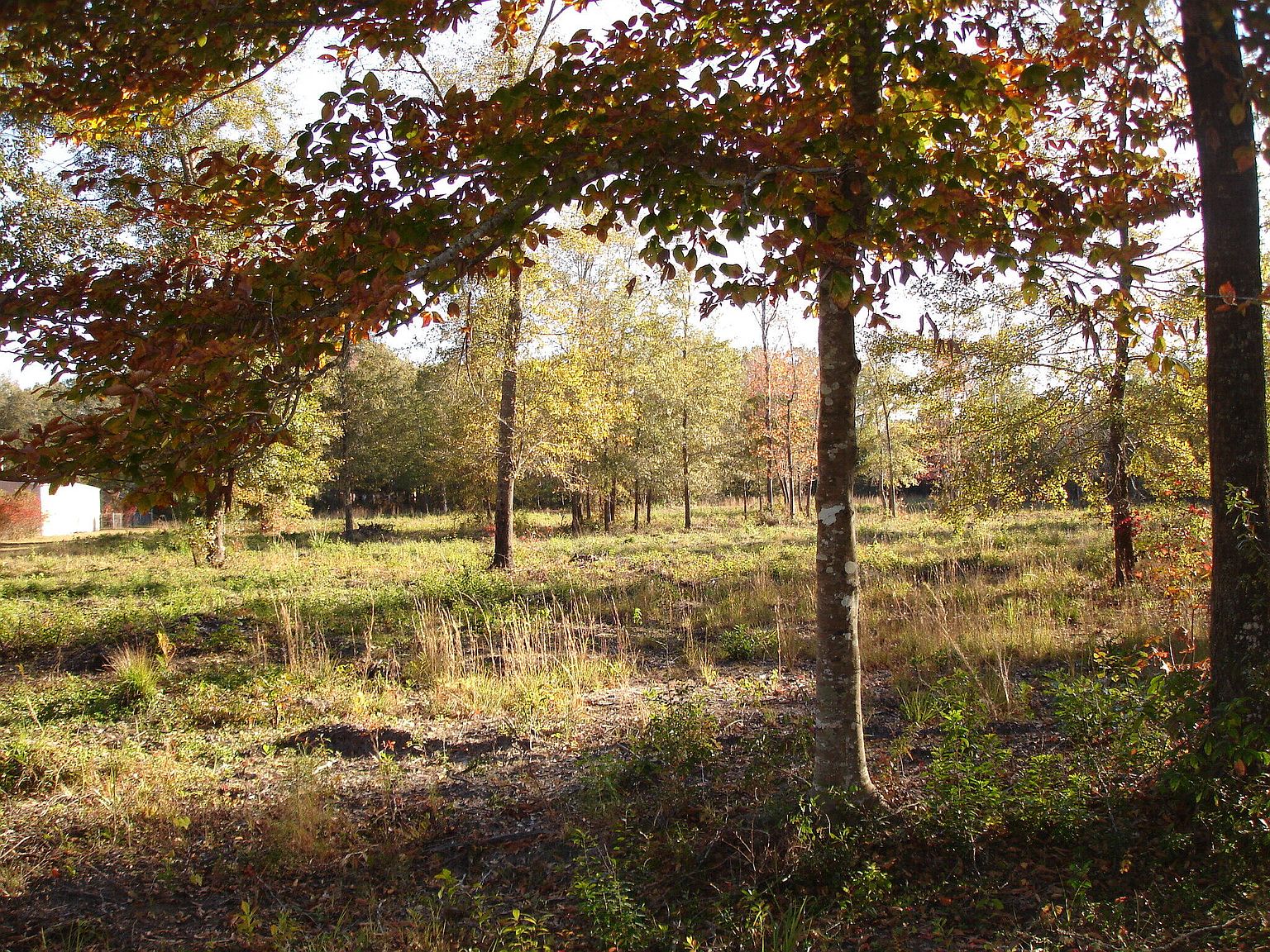 1 Old Jacksonboro Rd, Ravenel, SC 29470 | MLS #24019753 | Zillow