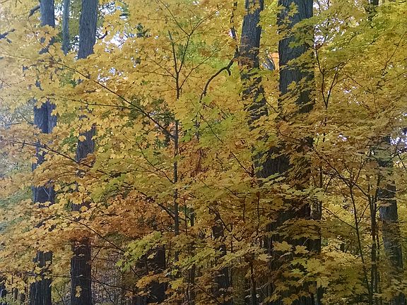 3628 Rau Rd, West Branch, MI 48661 | Zillow